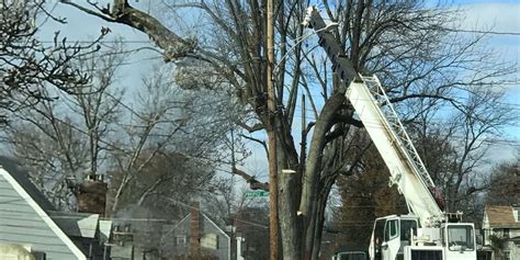 How To Know Your Tree Needs A Trimming Kents Tree Service