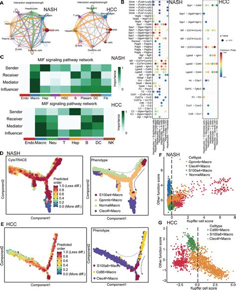 Cellchat And Monocle Analysis Of Macrophage Subpopulations A The