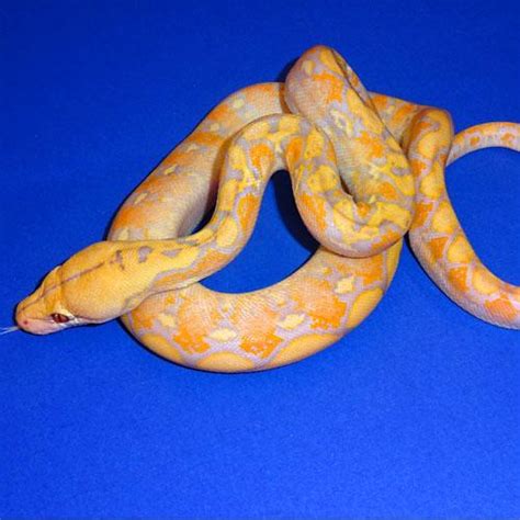 Albino Lavender Tiger Reticulated 4 5 Foot