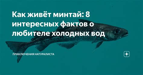 Как живёт минтай 8 интересных фактов о любителе холодных вод