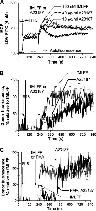 Response Kinetics Of Ldv Fitc Probe Binding To U937 Cells Following