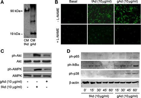 Overlapping And Distinct Effects Of Globular Gad And Full Length