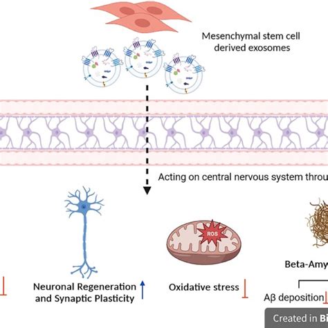 Overview Of The Beneficial Effects Of Mesenchymal Stem Cell Derived
