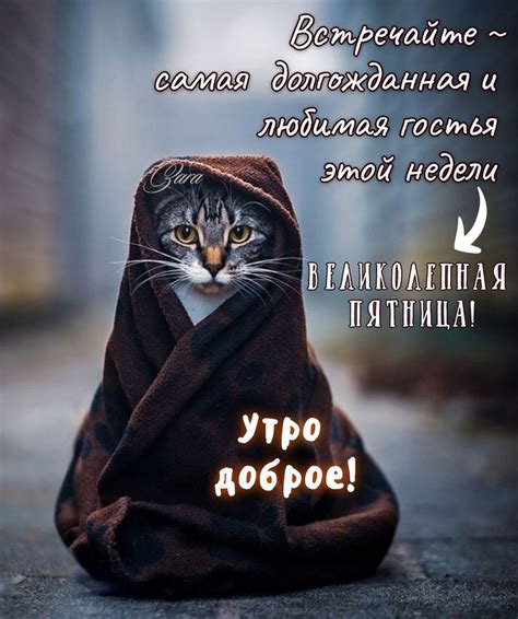 Guten Morgen! | Lustige katzenbilder, Katzenbilder, Lustige tiere