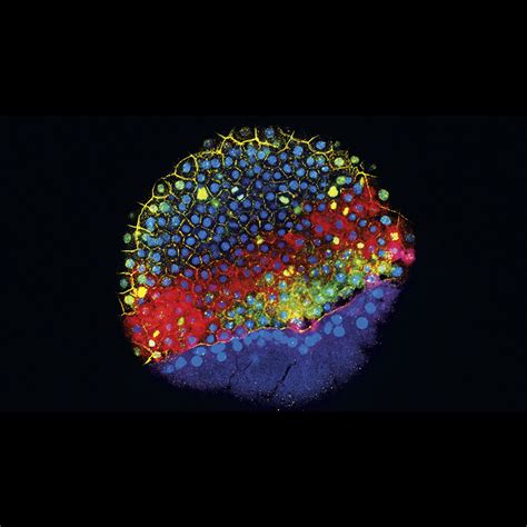 Science Breakthrough Of The Year 2018 Development Cell By Cell