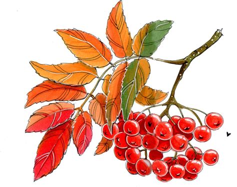 Ветка рябины рисунок для детей 71 фото