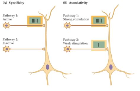 Memory Intro Memory And The Brain From Cells To Systems 220 Lecture Flashcards Quizlet Memory Intro Memory And The Brain From Cells To Systems 220 Lecture Flashcards Quizlet