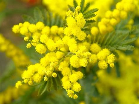 Lovely Mimosa Flower Meaning And Symbolism Florgeous