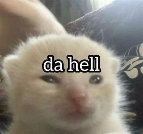 Pin On Hehe Cats