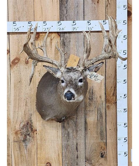 Big Gnarly 300 Class Whitetail Shoulder Mount Taxidermy