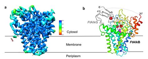 Structure Of Oil Eating Enzyme Opens Door To Bioengineered Catalysts