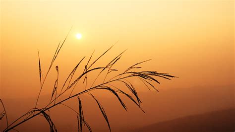 Silhouetted 일몰 또는 일출 스카이 Flowre 잔디 풀밭 위에 화려한 오렌지 석양 Silhouetted 언덕 및 산
