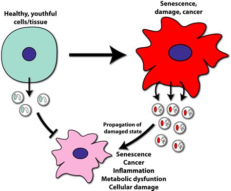 Extracellular Vesicles Evs Propagate The State Of Their Source Cell