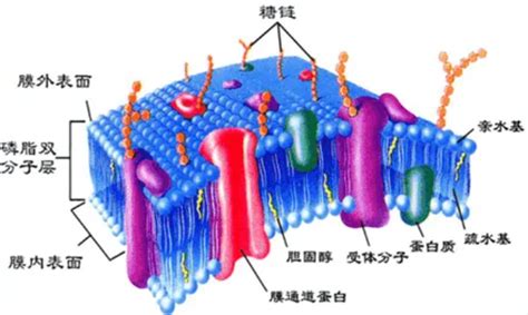 真核细胞膜中性粒细胞膜包覆仿生纳米粒子仿生细胞膜包被纳米粒子的研究制备 哔哩哔哩
