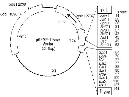 PGEM T Easy Vector Circle Map And Sequence Reference Points