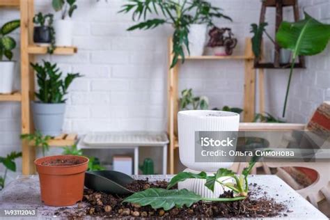 새로운 더 큰 화분에 뿌리의 덩어리와 함께 집 식물 Philodendron을 다시 분갈이 화분에 심은 식물 돌보기 흙 삽 장식용 화분이있는 테이블에 배치 가축에 대한 스톡