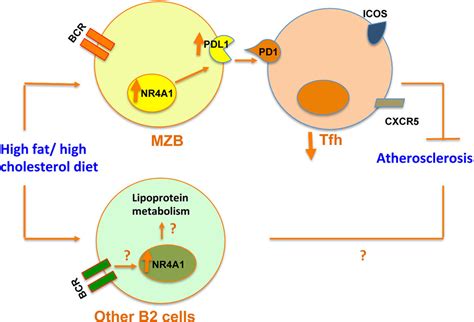 Marginal Zone B Cells Illustration