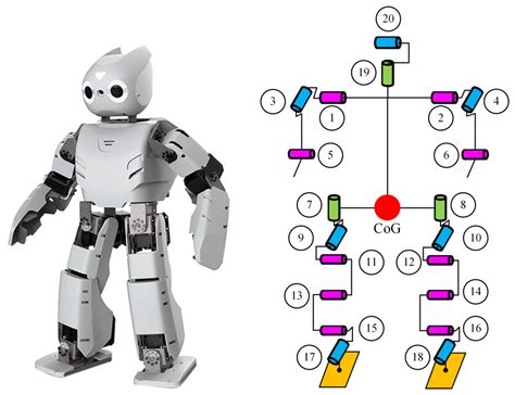 Development Of A New Robust Stable Walking Algorithm For A Humanoid