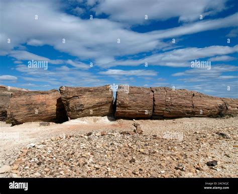 Petrified Forest Fossilised Remains Of Tree Trunks Petrification Is A