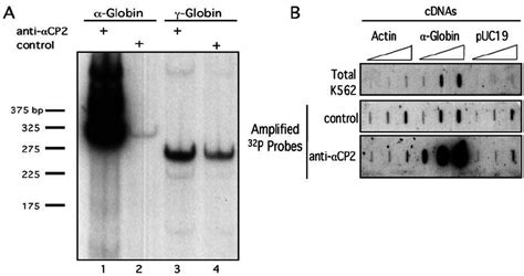 Isolation Of ␣ Cp2 Rnp Complexes A ␣ Globin Mrna Copuri Fi Es With