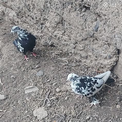 Աղավնիներ աղավնի Թռչուններ List Am