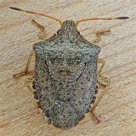 Euschistus Conspersus Consperse Stink Bug 10 000 Things Of The