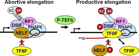 A Model For P Tefb Mediated Elongation Control Before P Tefb Function Download Scientific