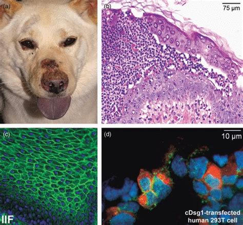 Acantholysis In Dogs