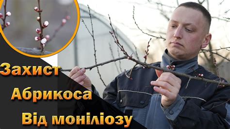 Перша і друга обробки абрикоса від моніліального опіку Обприскування абрикосів до та після