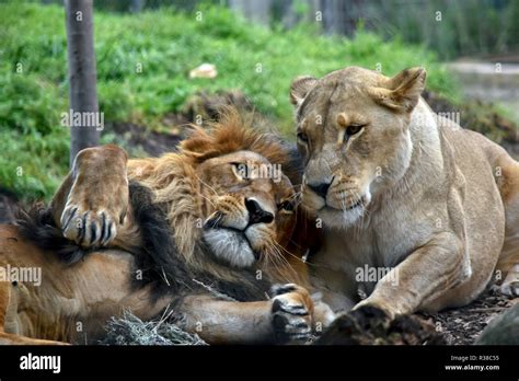 The Lion And Lioness Are Laying On The Grass Resting Together Stock