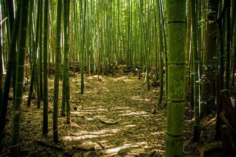 When Is Bamboo Sustainable Benefits And Drawbacks Explained Bamboo
