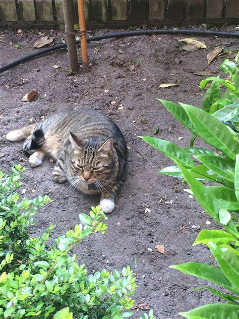 My Cat Outside🐈 R Cutecats