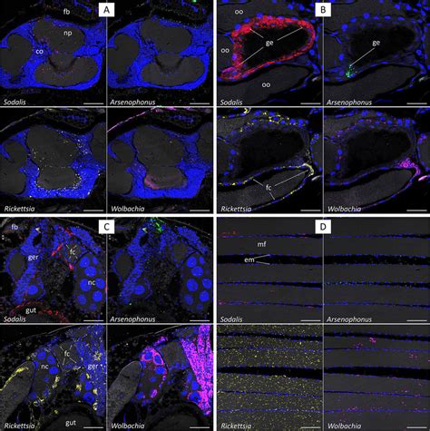 Localization Of The Four Symbionts In Various Tissues Of S Cameroni