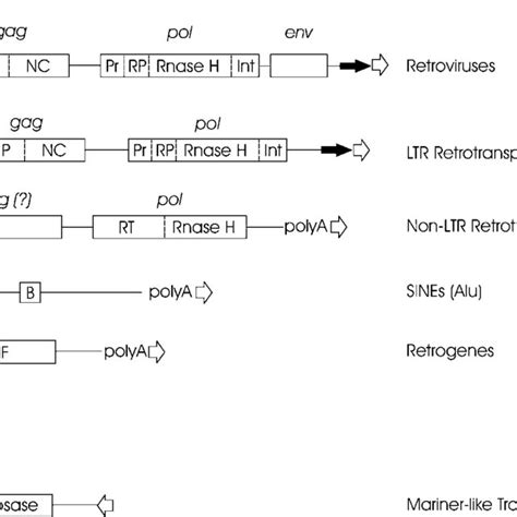 The Structure Of Different Human Transposable Elements Open Arrows