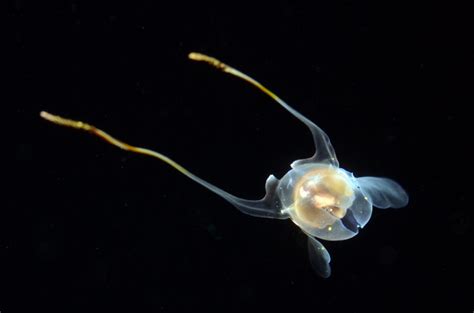 Pteropod Australian Marine Parks Science Atlas