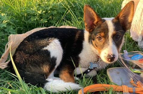 Jack Russel Terrier Mixes 40 Different Jrt Crossbreeds K9 Web