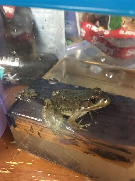 Found A Stink Bug That Smells Like Cilantro Froakie Says Yum I Think Whatsthisbug