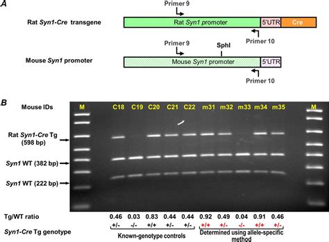 Rapid And Precise Genotyping Of Transgene Zygosity In Mice Using An