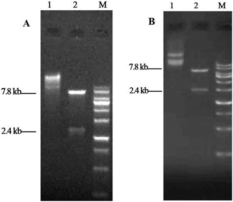 Thermomyces Lanuginosus Lipase Gene Engineering Bacteria And