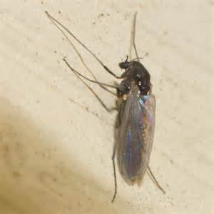 Tiny Black Midge Bugguide Net