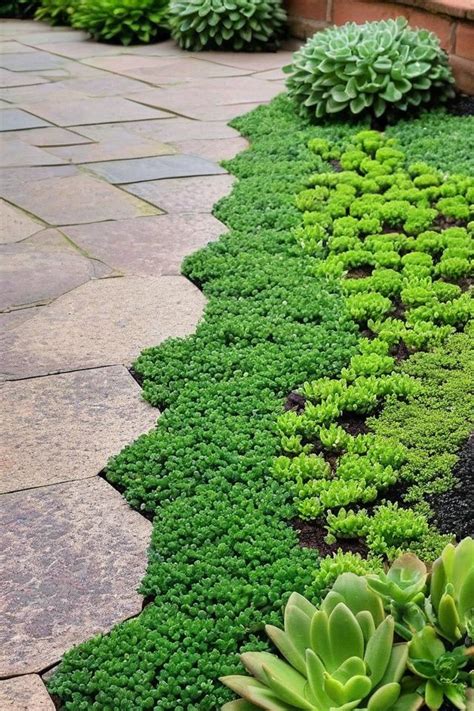 Best 13 42 Best Ground Cover Plants In Australia Agt Artofit