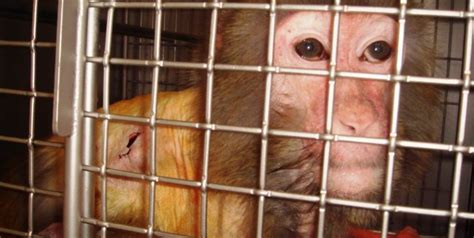 Katina The Orca Is Dead Act Now To Save The Others Peta