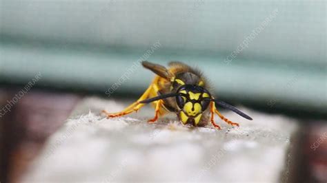 German Wasp Making Nest Slo Mo Stock Video Clip K0088970