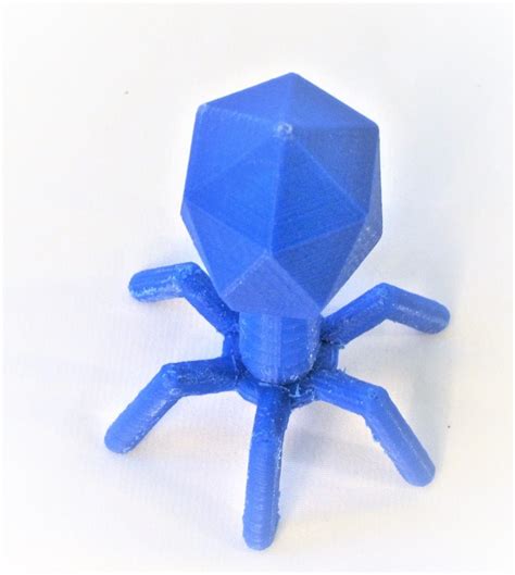 Bacteriophage Model Make A Bacteriophage Model 50 Nos Science