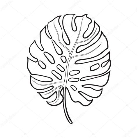 Full Leaf Of Monstera Palm Tree Sketch Vector Illustration Stock