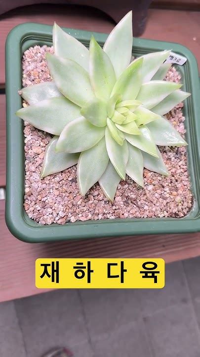 재하다육 창다육 금다육 다육이키우기 다육이들 다육이 다육 Youtube