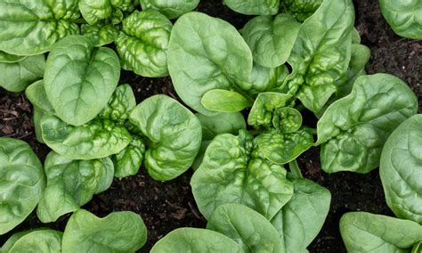 Different Types Of Spinach For Your Garden Gardeners