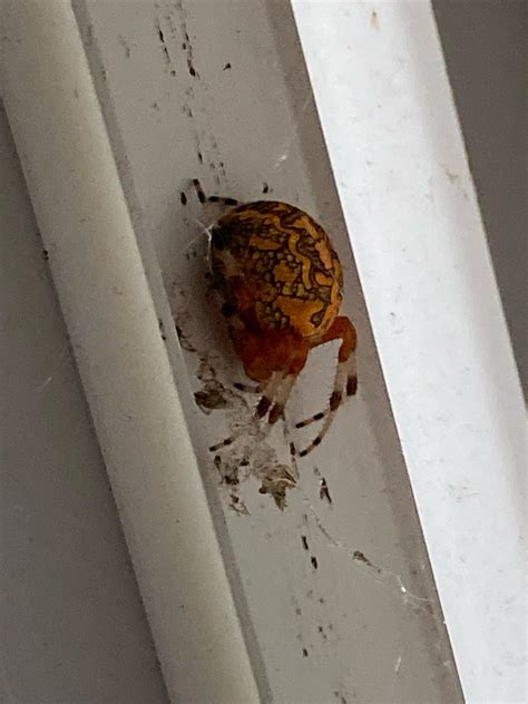 Is This A Marbled Orb Weaver Rwhatsthisbug
