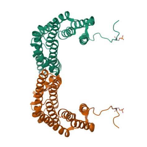 Rcsb Pdb 8ah2 Crystal Structure Of Human 14 3 3 Zeta Fused To The Npm1 Peptide Including