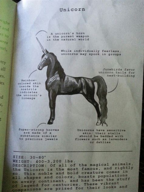 Unicorn Anatomy A Fascinating Insight
